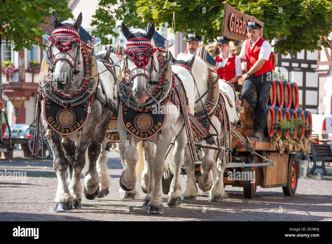 Percheron Team four pulling brewery dray Seligenstadt Hesse Germany ...