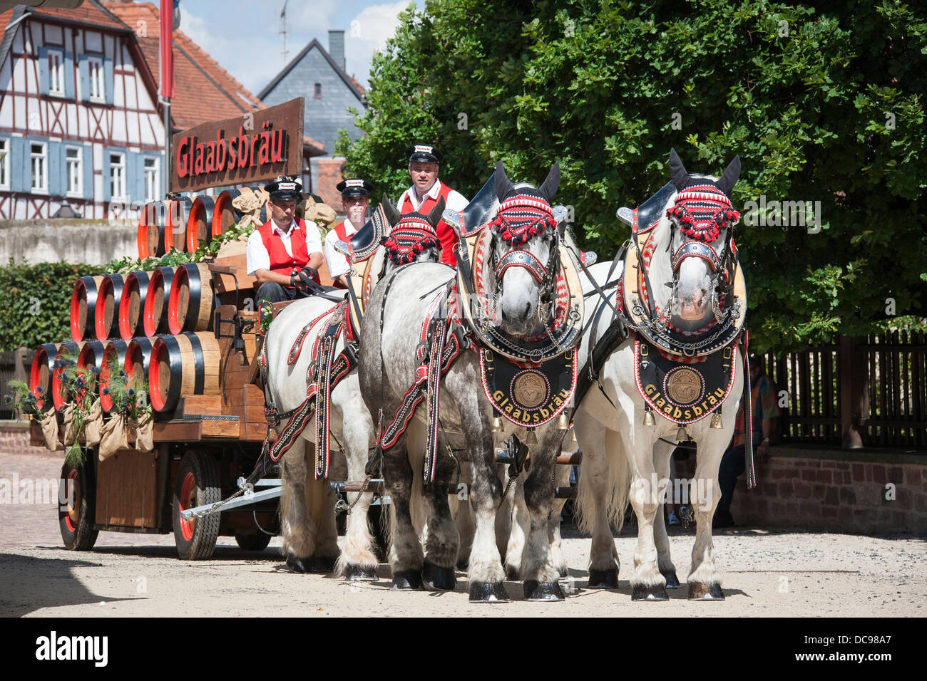 Percheron Team four pulling brewery dray Seligenstadt Hesse Germany ...