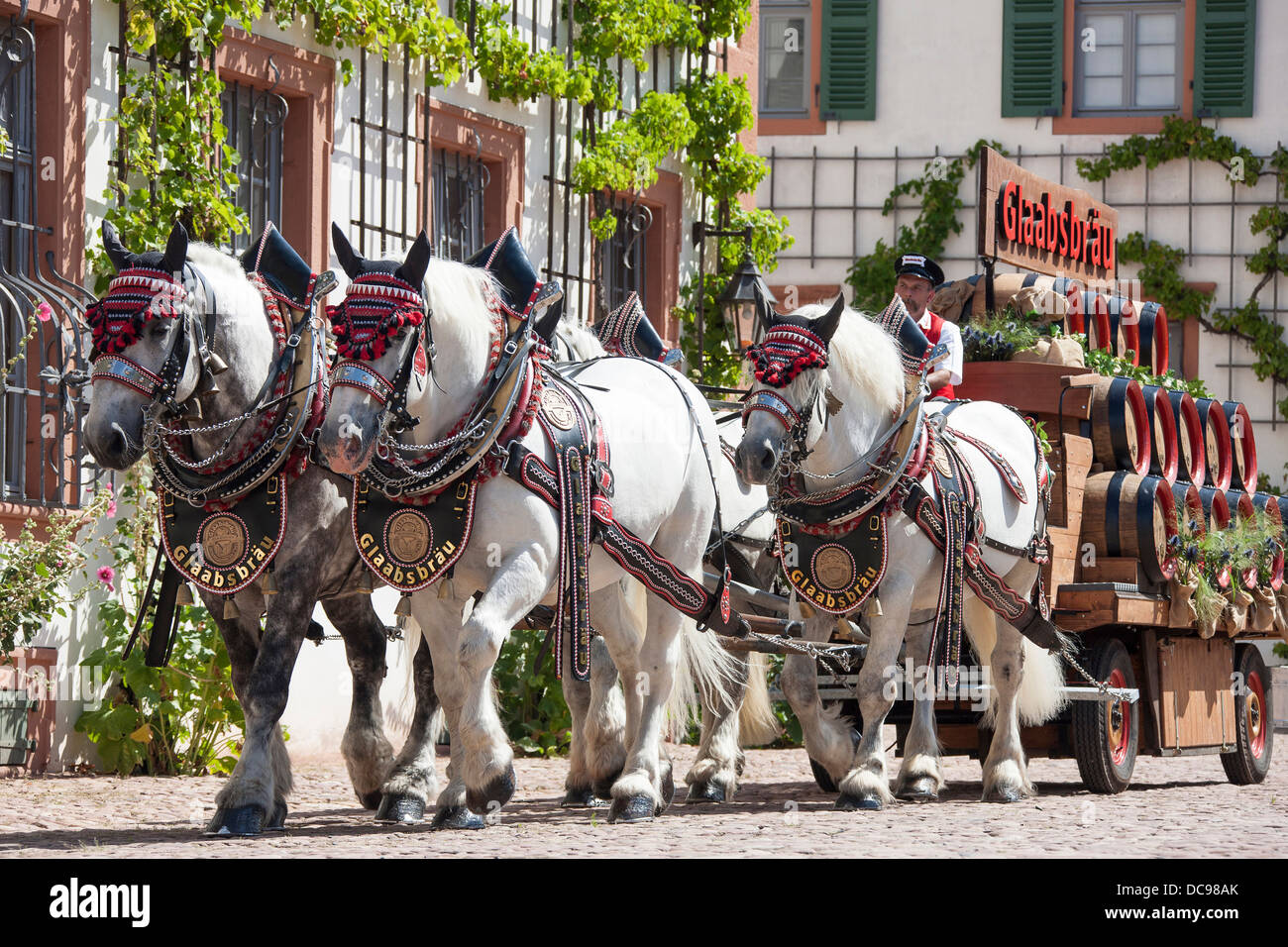 Percheron Team four pulling brewery dray Seligenstadt Hesse Germany ...