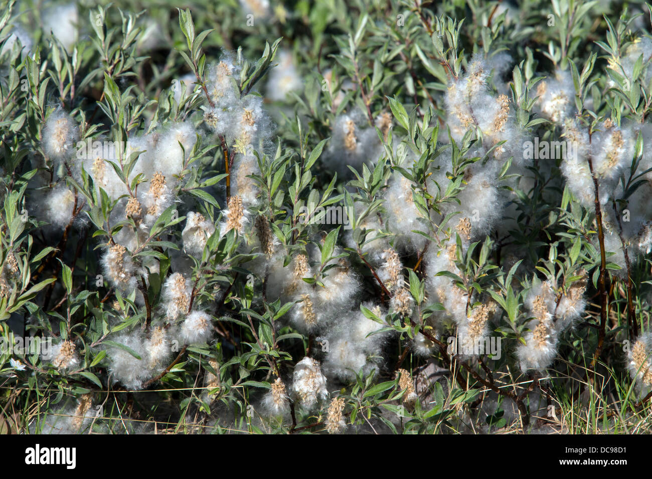 willow with seeds, salix sp Stock Photo - Alamy