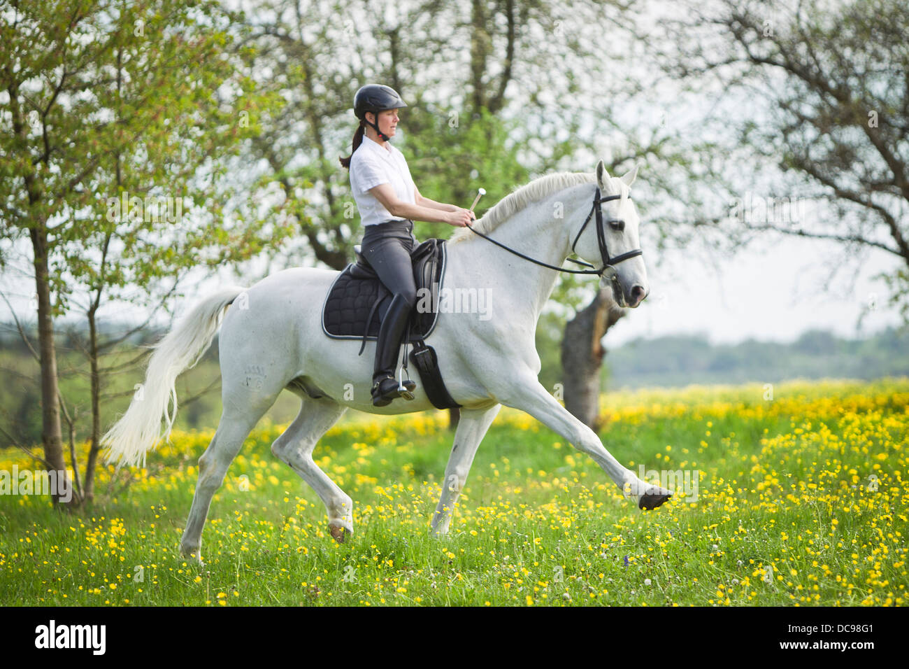 Trakehner Woman gray horse showing extended trot flowering meadow Stock ...