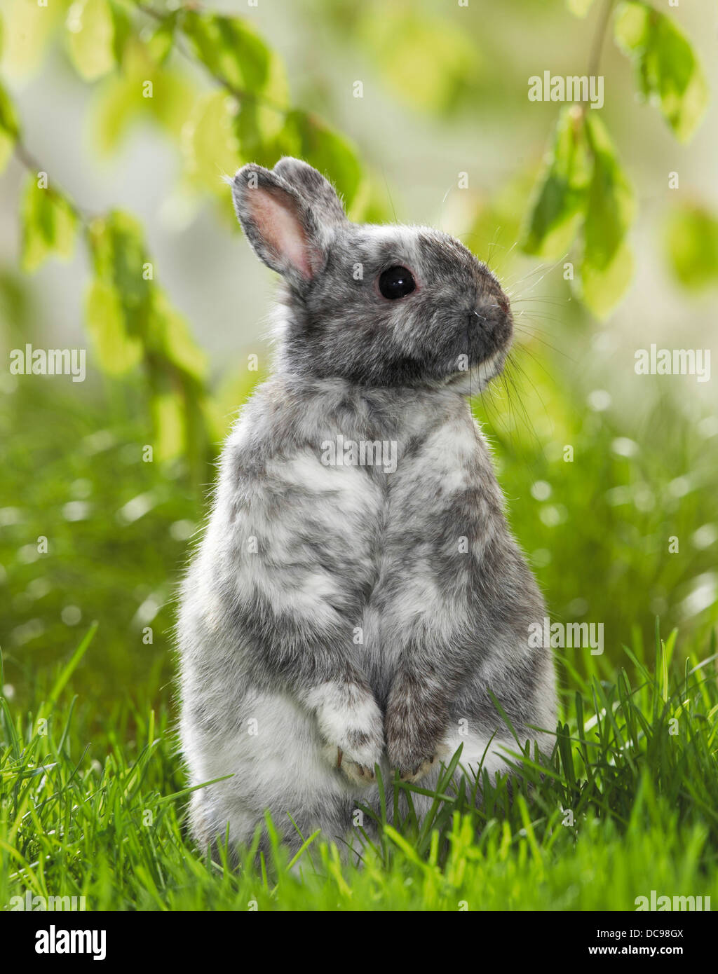 Haunches in hi-res stock photography and images - Alamy