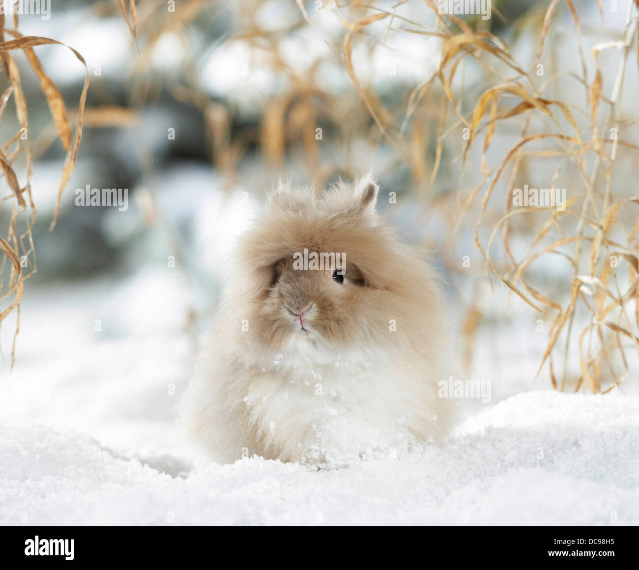 Snow bunnies hi-res stock photography and images - Alamy
