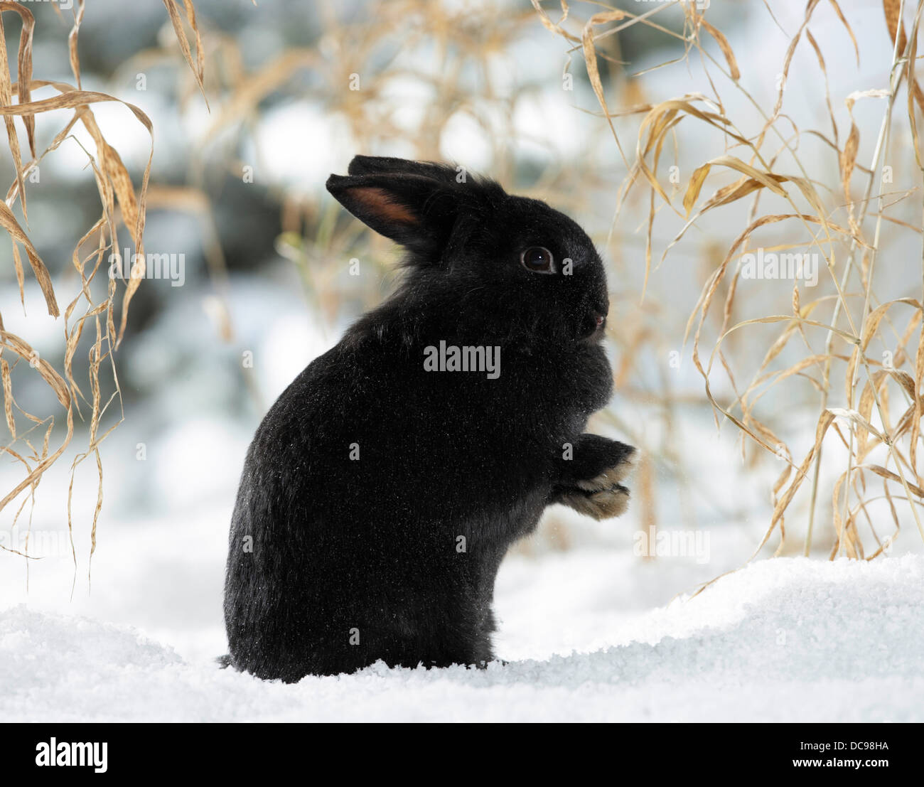 Black Rabbit In Snow