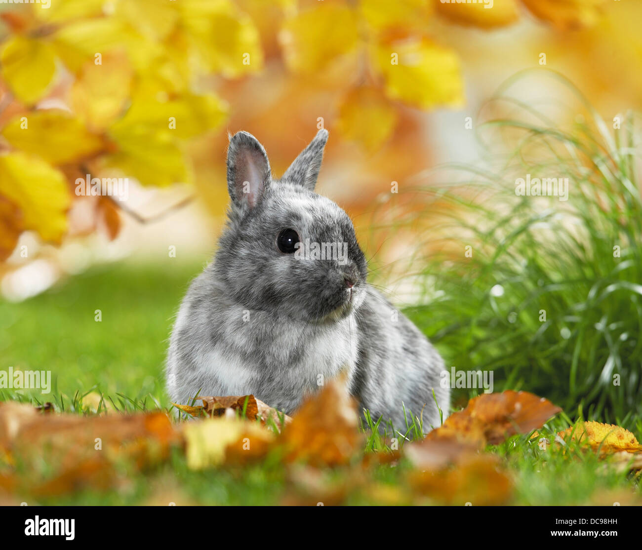 Netherland Dwarf rabbit on meadow in autumn Stock Photo - Alamy