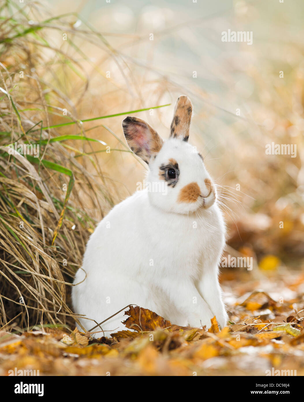 Netherland Dwarf rabbit sitting on its haunches in dry autumn leaves ...