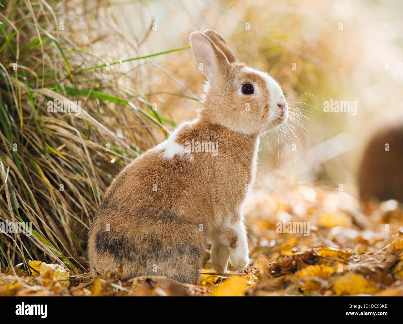 Netherland Dwarf rabbit sitting in dry autumn leaves Stock Photo - Alamy