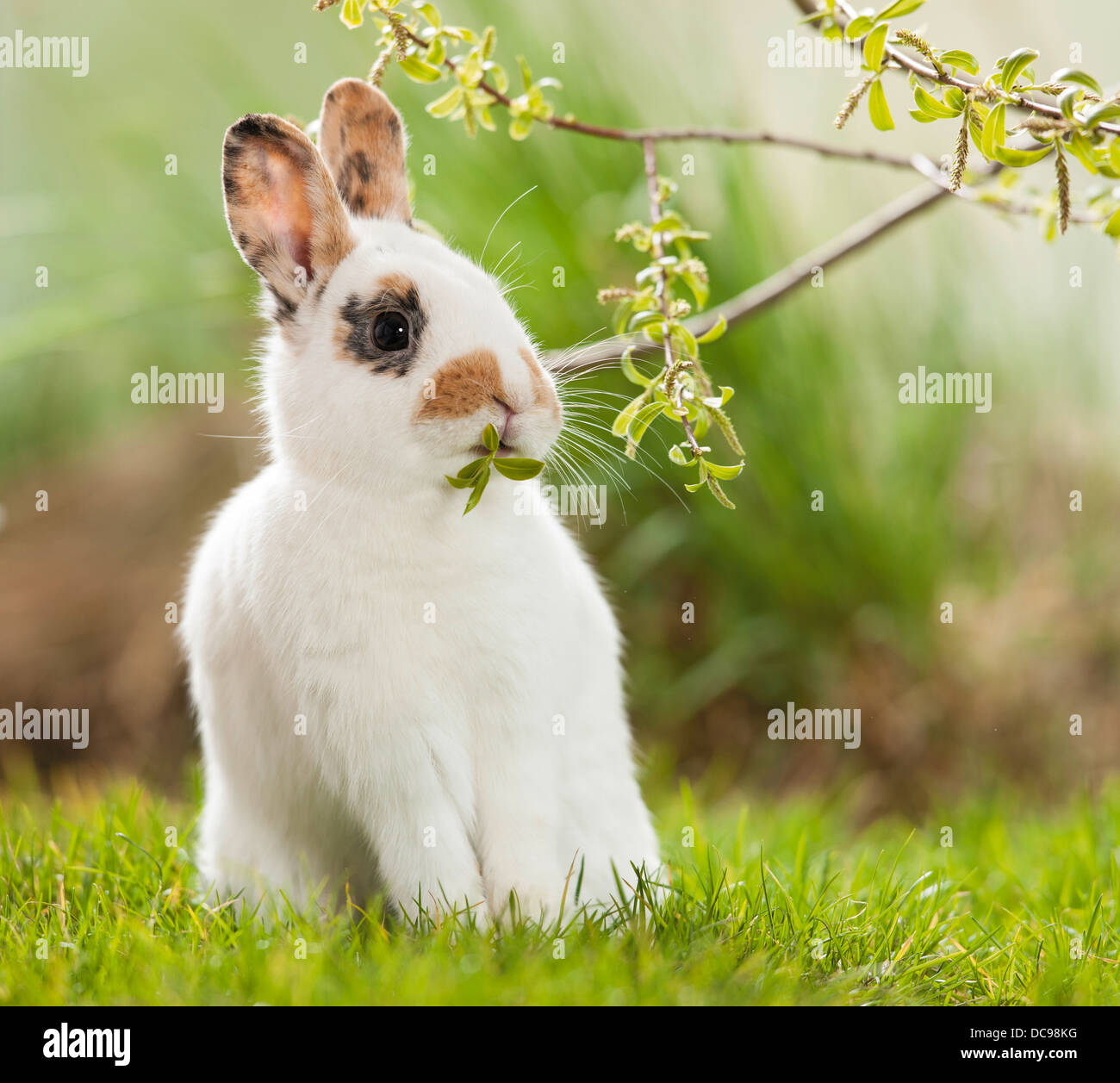 Netherland Dwarf rabbit nibbling on a Willow twig Stock Photo - Alamy