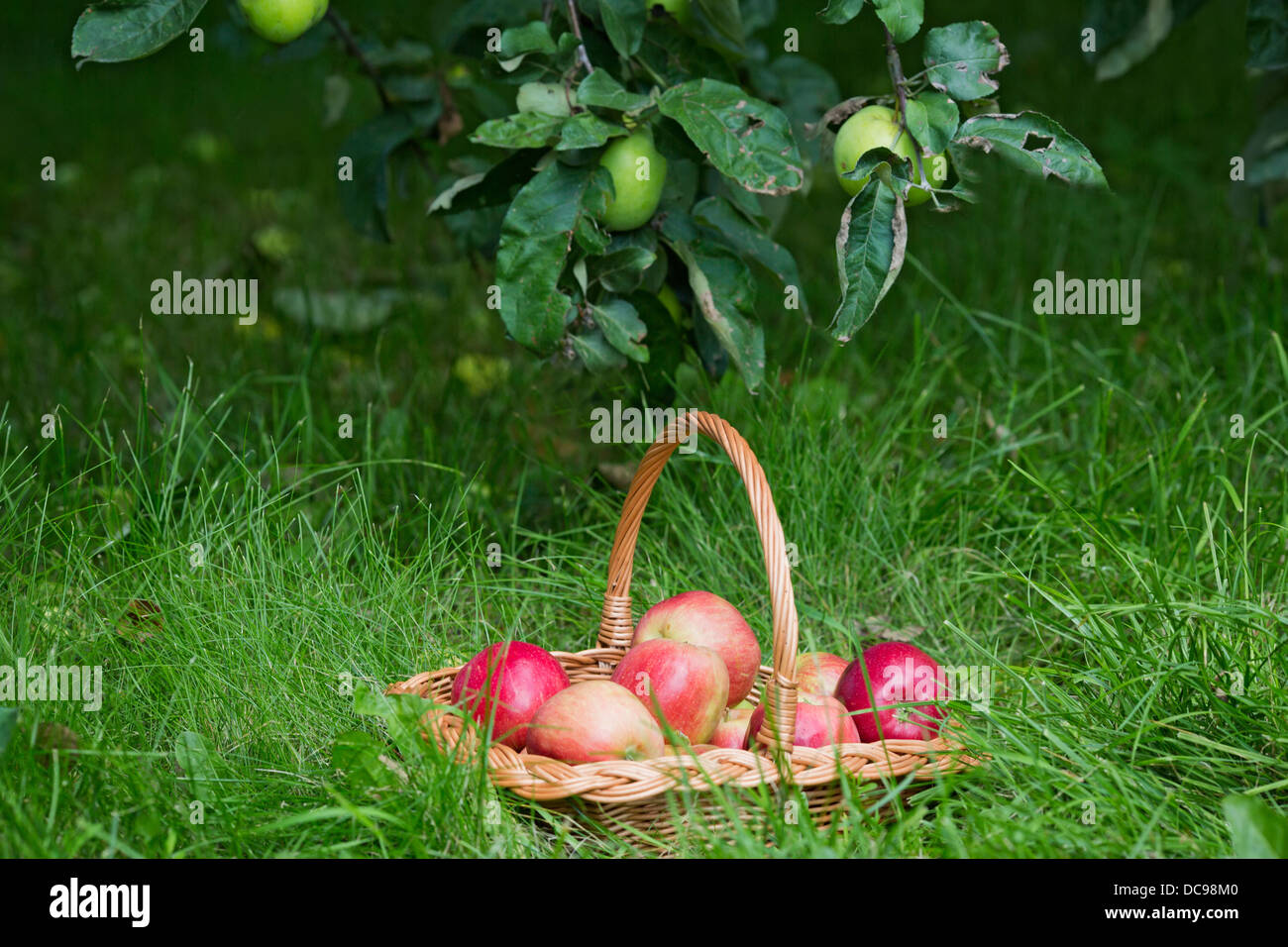Full basket of red apples in the garden Stock Photo - Alamy