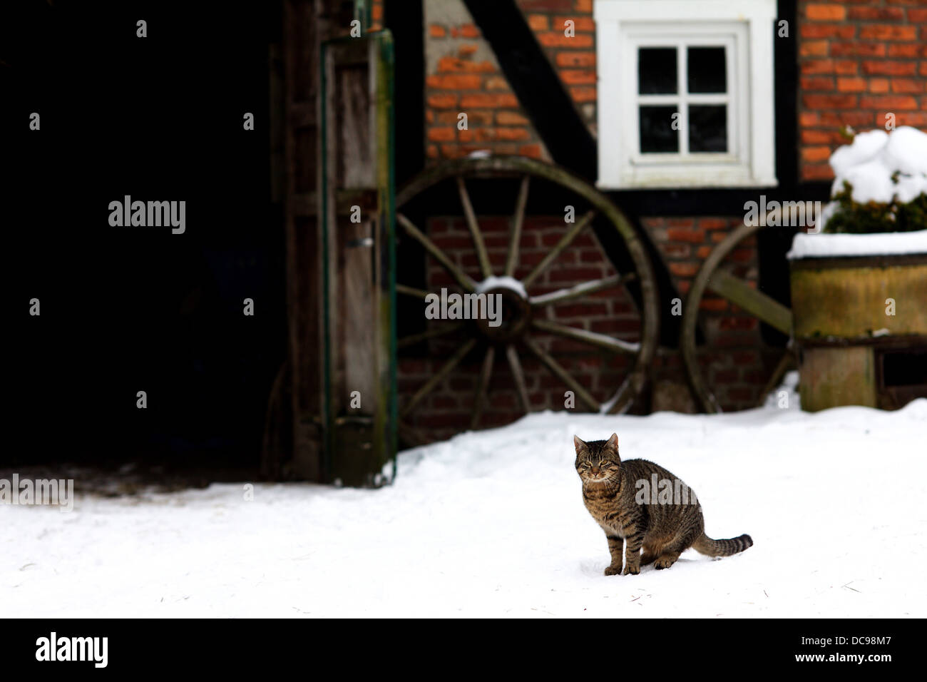 Barn cat in winter hi-res stock photography and images - Alamy