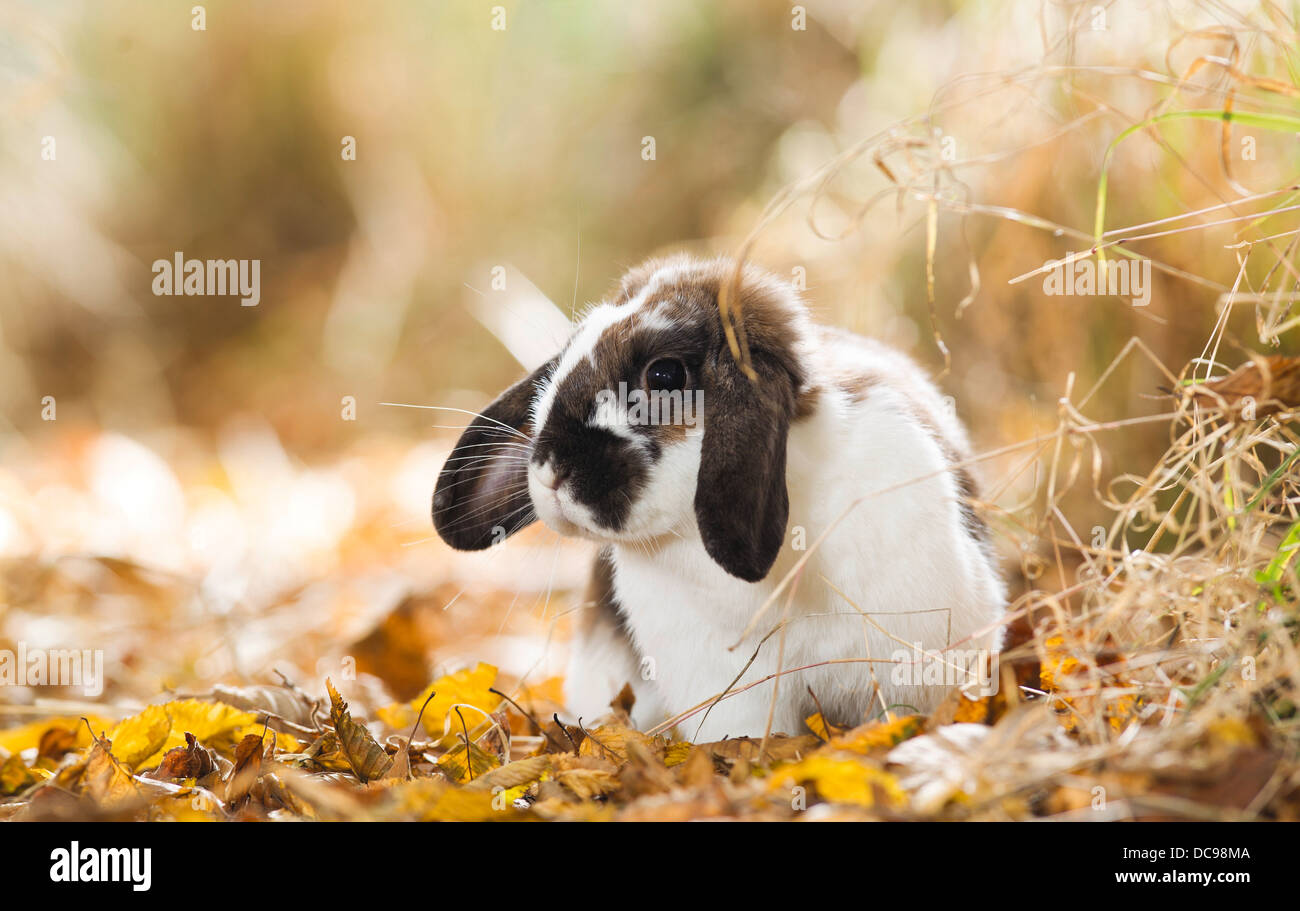 Cute bunny lop rabbit hi-res stock photography and images - Alamy