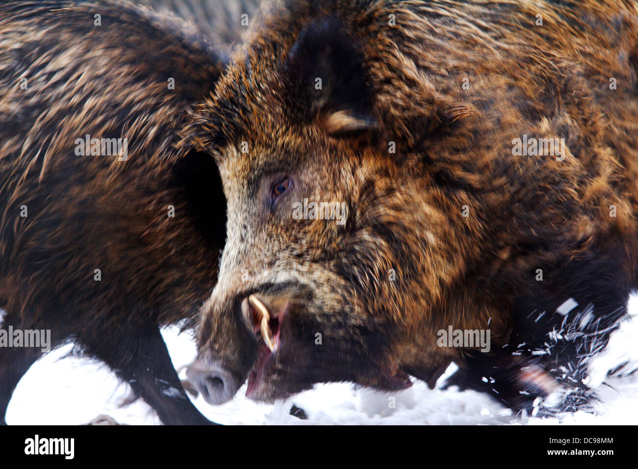Wild Boar (Sus scrofa), two males fighting Stock Photo - Alamy