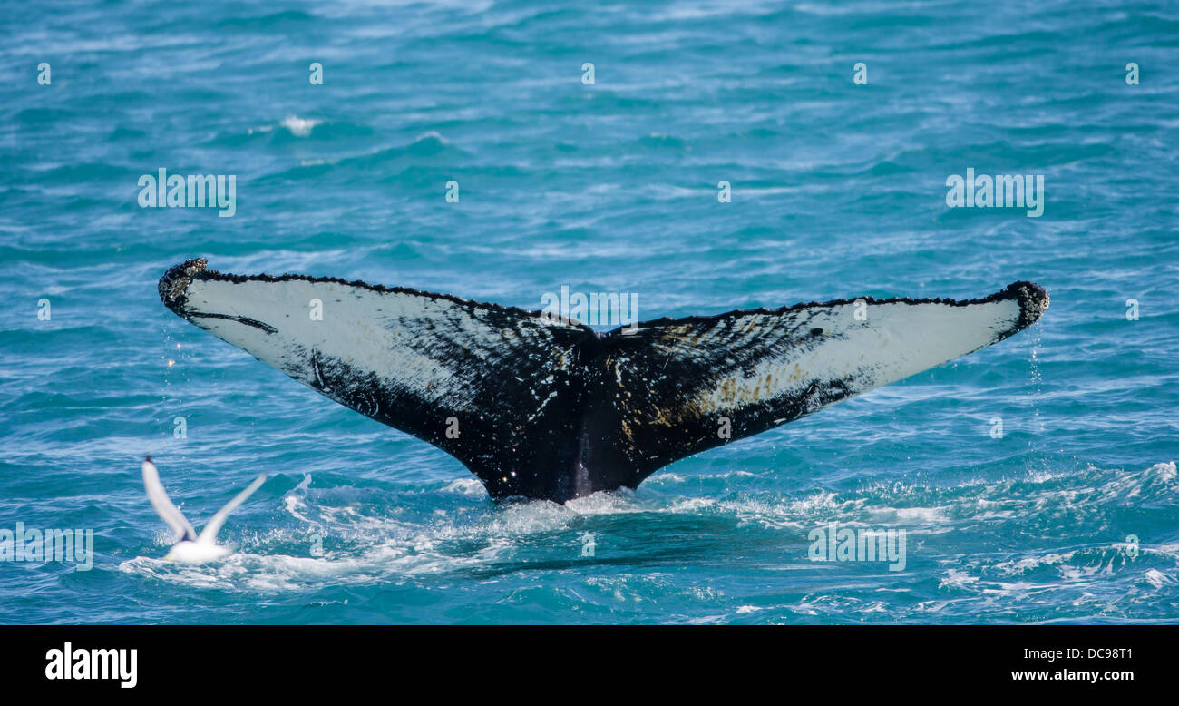 Fluke Buckelwal High Resolution Stock Photography and Images - Alamy