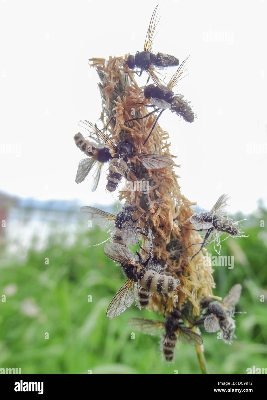 flydeath from fungus Stock Photo - Alamy