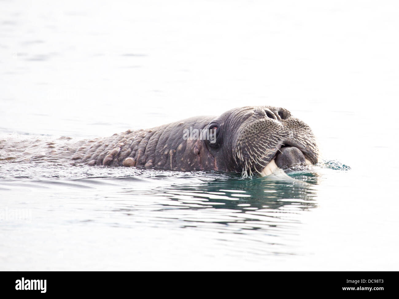 walrus in water, odobenus rosmarus Stock Photo - Alamy