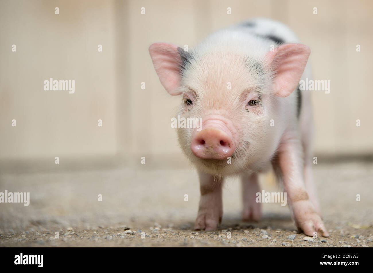 Potbellied pig mini hi-res stock photography and images - Alamy