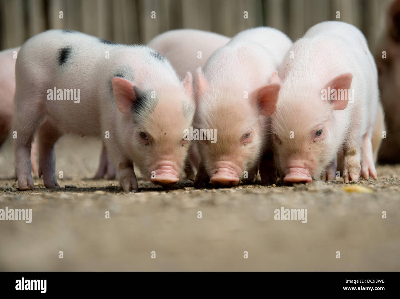 Hanover, Germany. 13th Aug, 2013. Three miniature pigs are pictured in ...