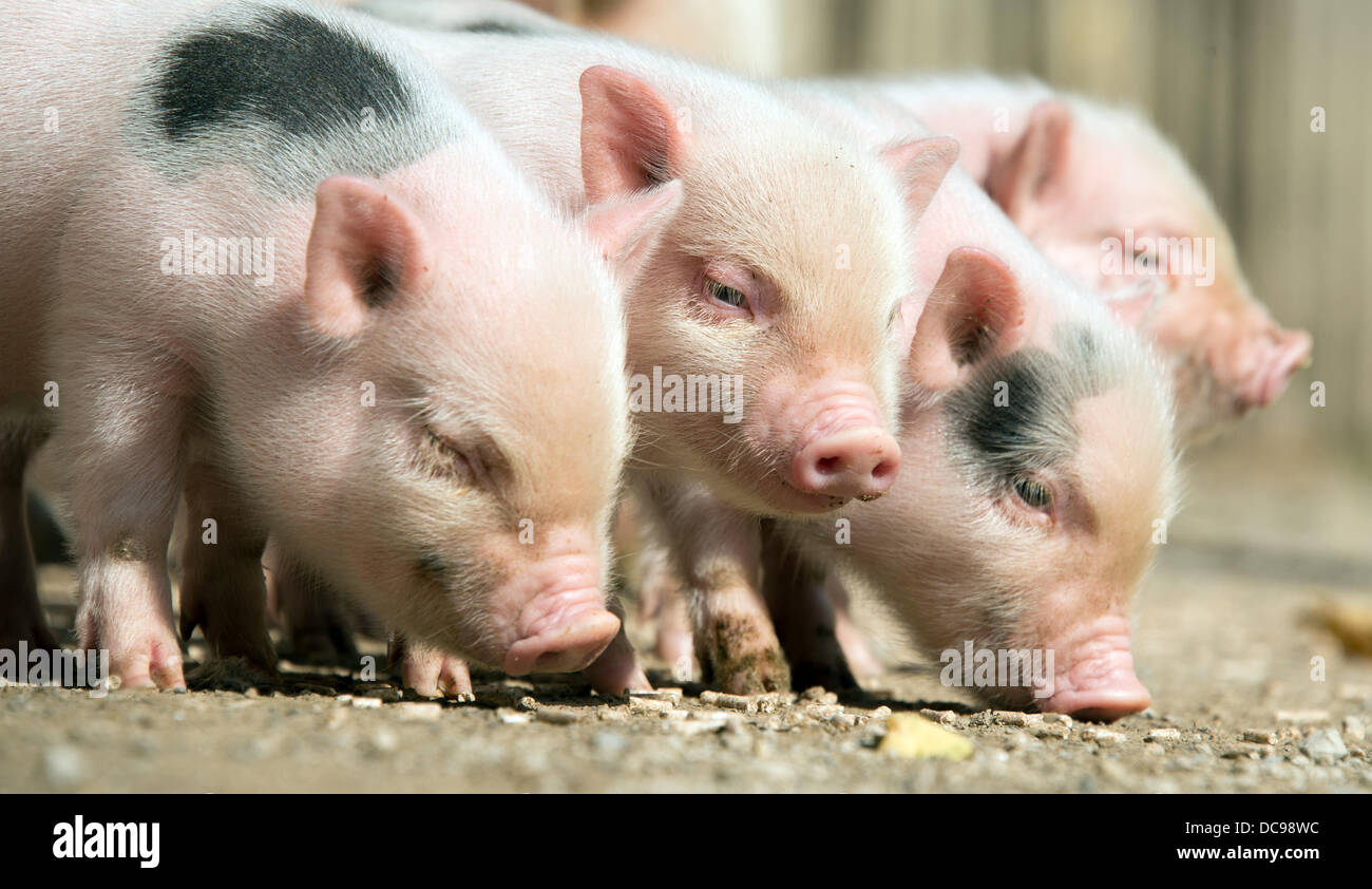 Hanover, Germany. 13th Aug, 2013. Four miniature pigs are pictured in ...