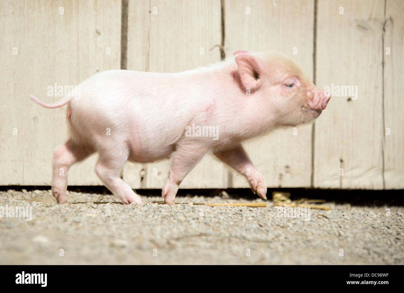 Hanover, Germany. 13th Aug, 2013. A miniature pig is pictured in its ...