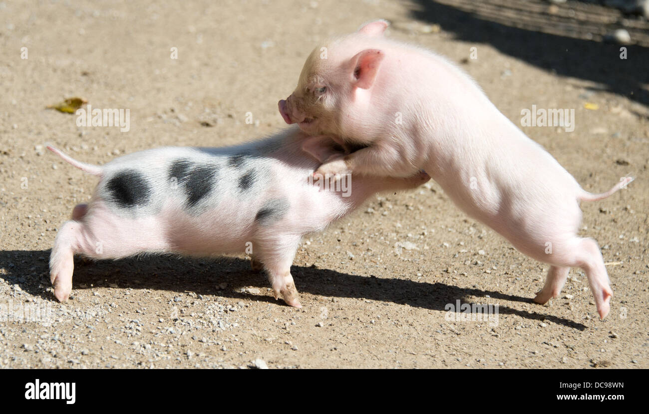 Miniature pigs hi-res stock photography and images - Alamy
