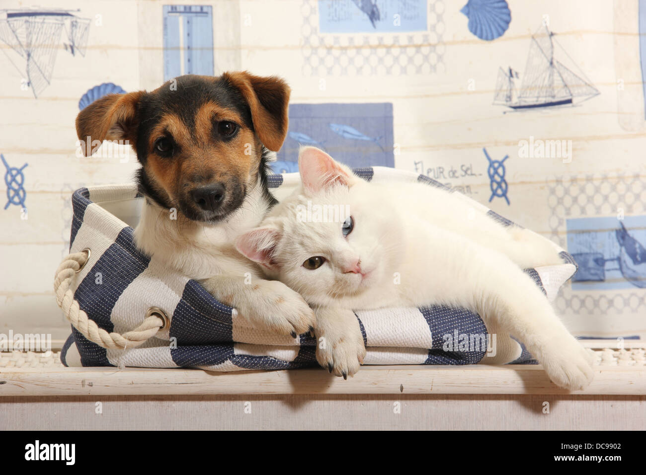 Jack Russell Terrier and a white domestic cat in a maritime setting ...