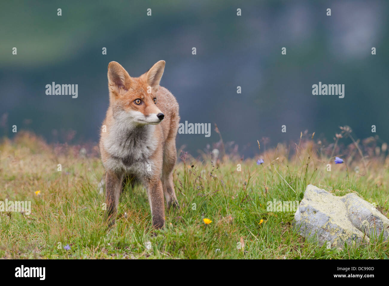 Red Fox (Vulpes vulpes) standing on an alpine meadow Stock Photo - Alamy