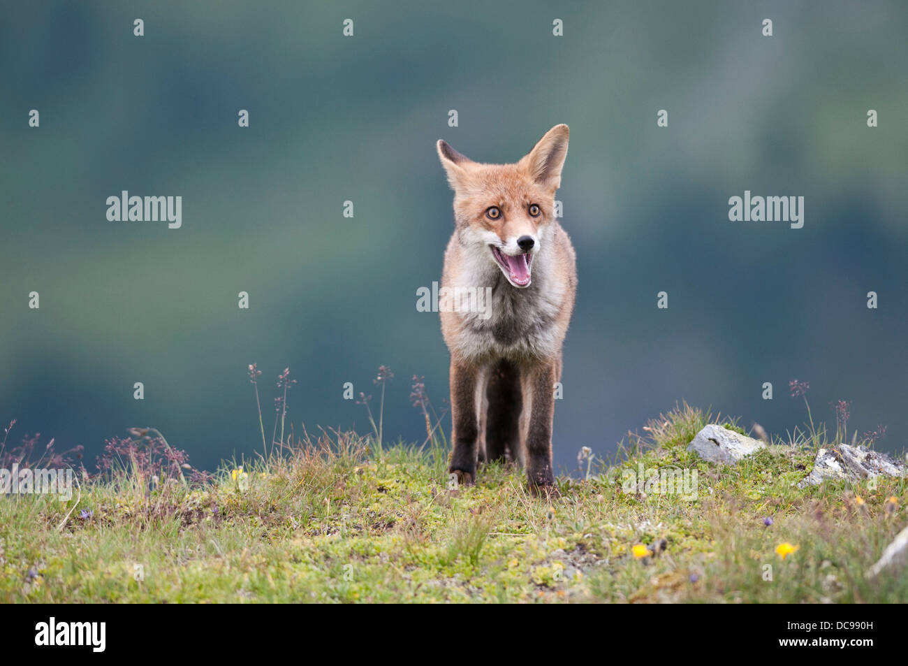 Red Fox (Vulpes vulpes) standing on an alpine meadow Stock Photo - Alamy