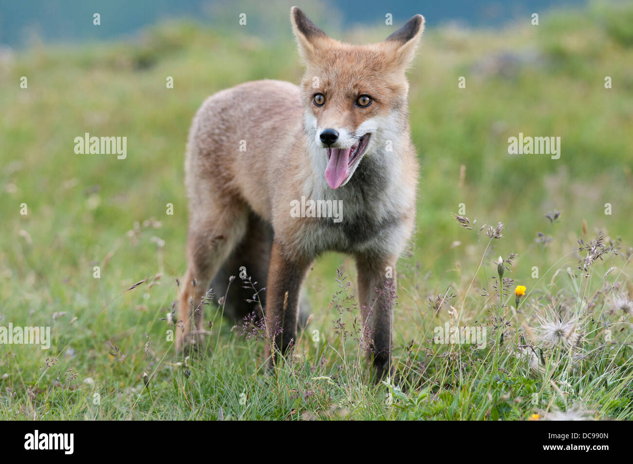 Red Fox (Vulpes vulpes) standing on an alpine meadow Stock Photo - Alamy