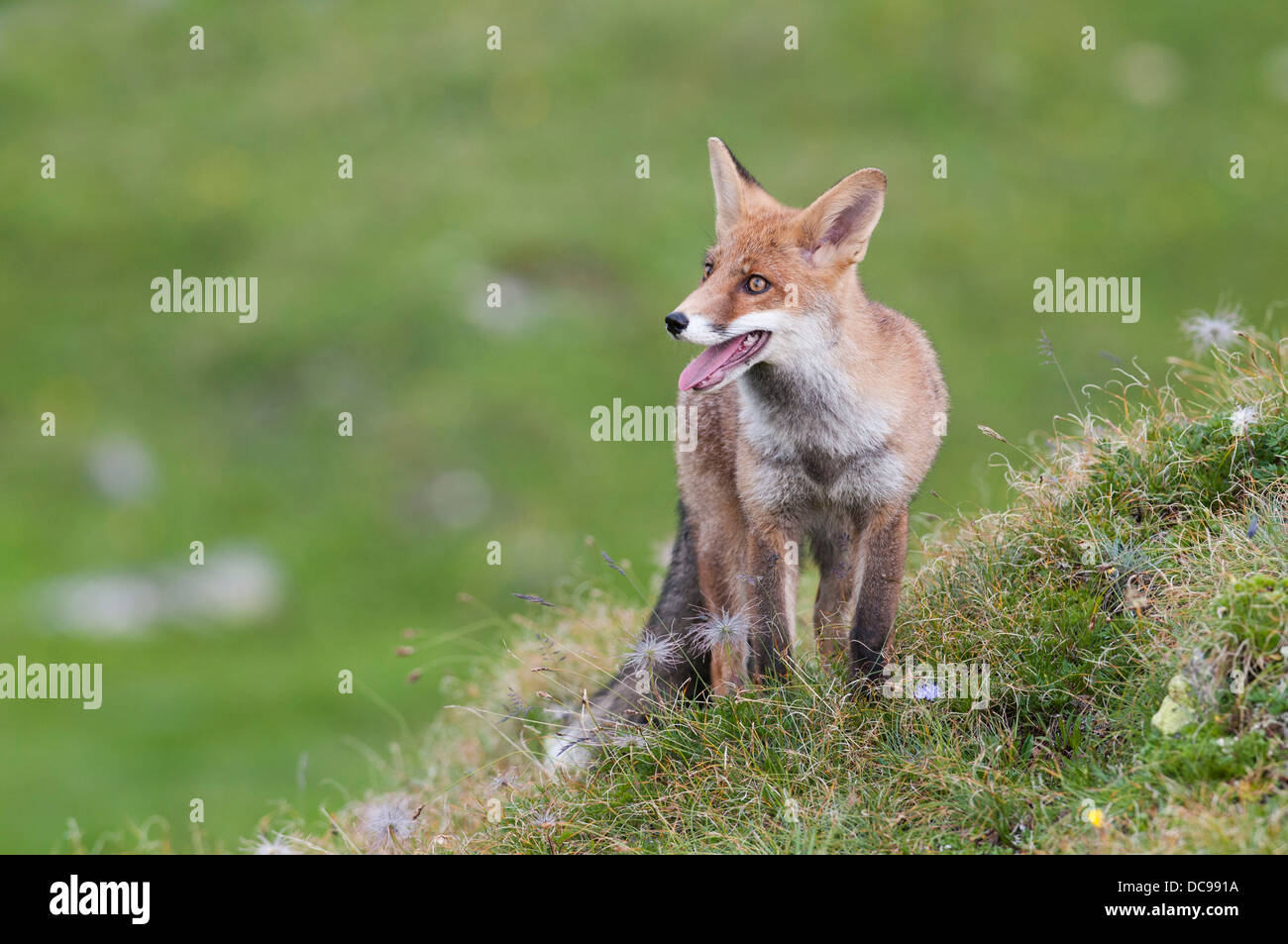 Red Fox (Vulpes vulpes) standing on an alpine meadow, panting Stock ...