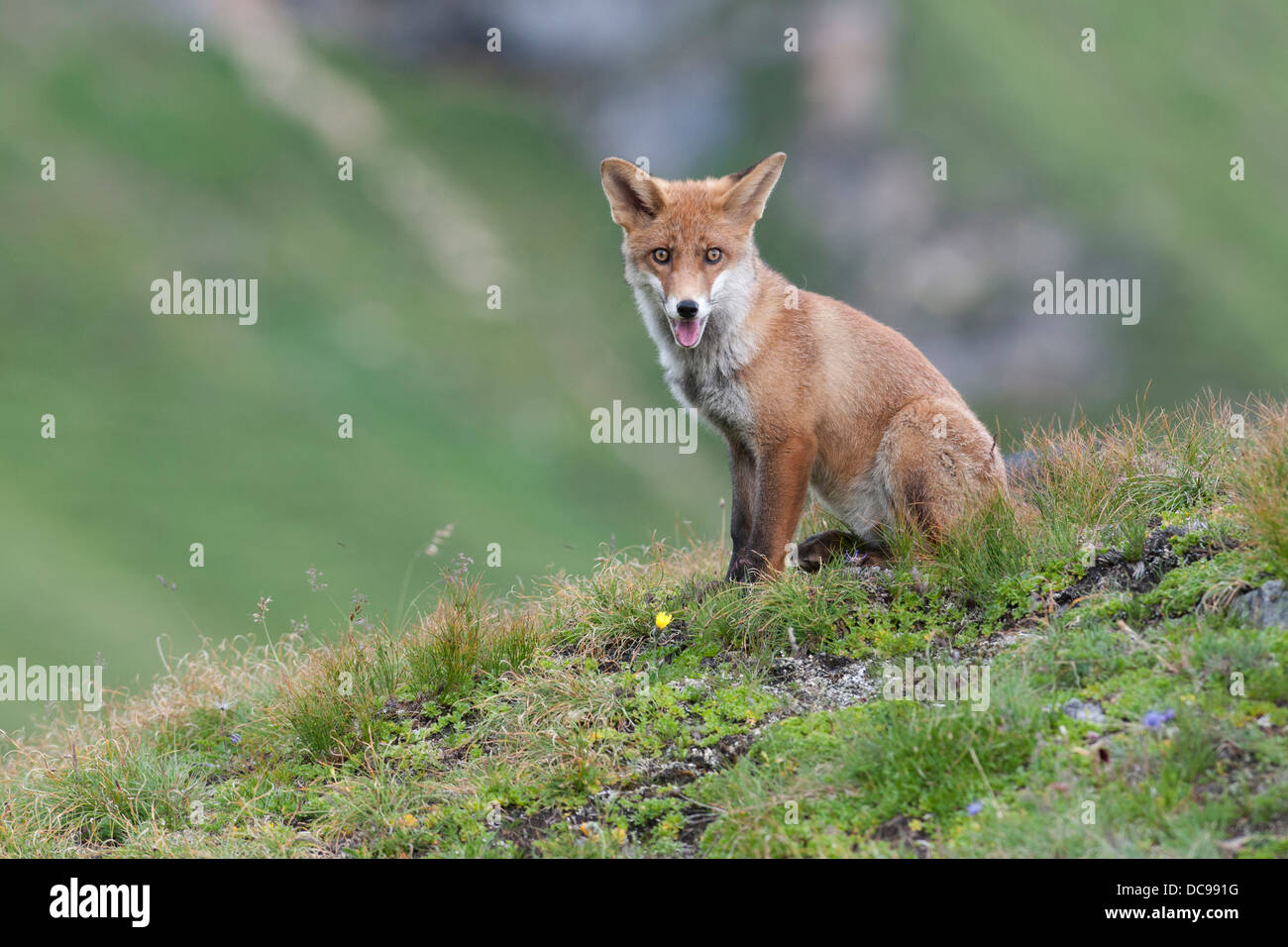 Red Fox (Vulpes vulpes) sitting on an alpine meadow, looking curiously ...