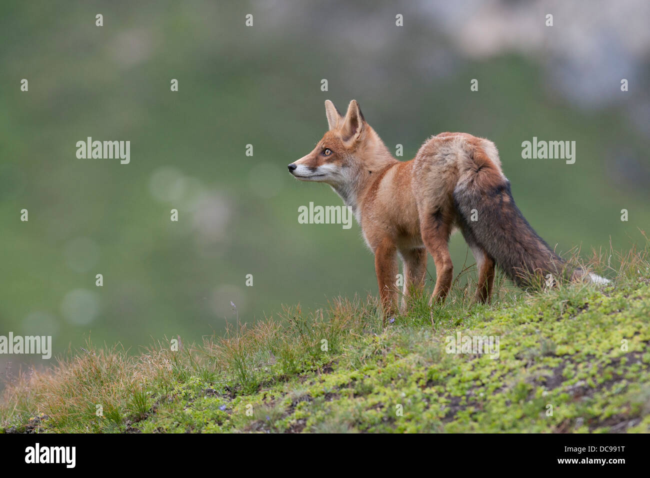 Rear view red fox hi-res stock photography and images - Alamy