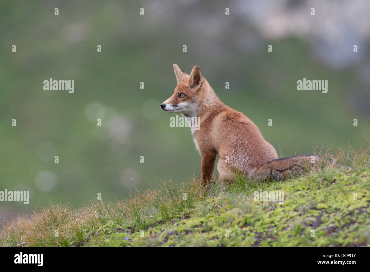 Red Fox (Vulpes vulpes) sitting on an alpine meadow Stock Photo - Alamy
