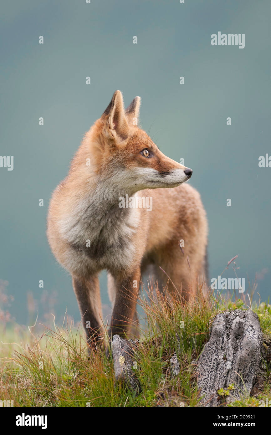 Red Fox (Vulpes vulpes) standing on an alpine meadow, looking sideways ...