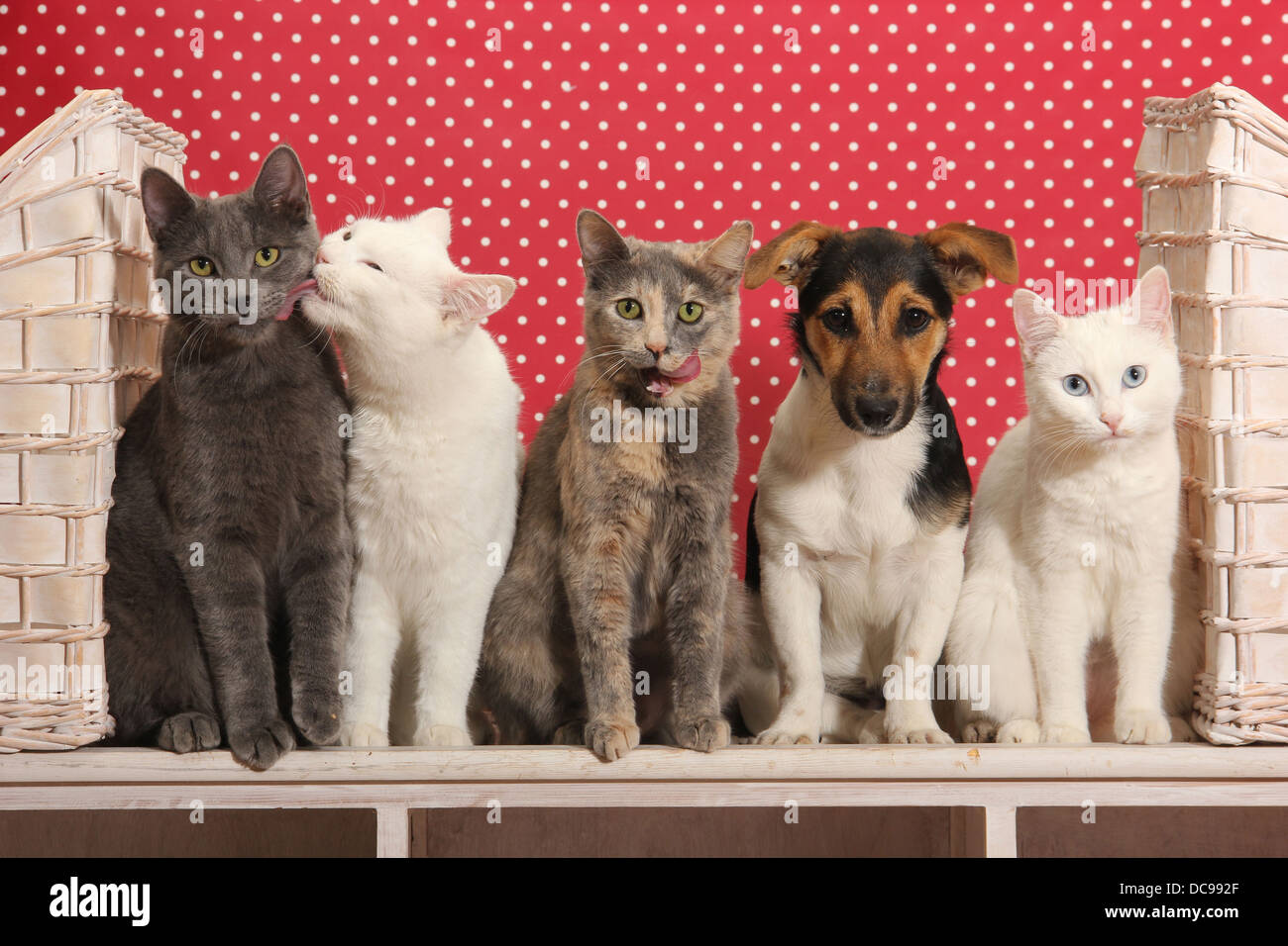 Russell b hi-res stock photography and images - Alamy