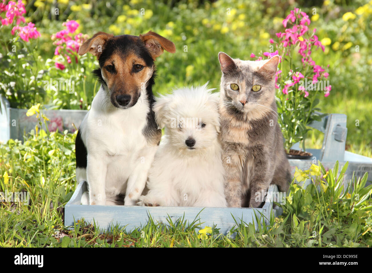 Jack Russell Terrier, a Maltese puppy and a domestic cat in a garden ...