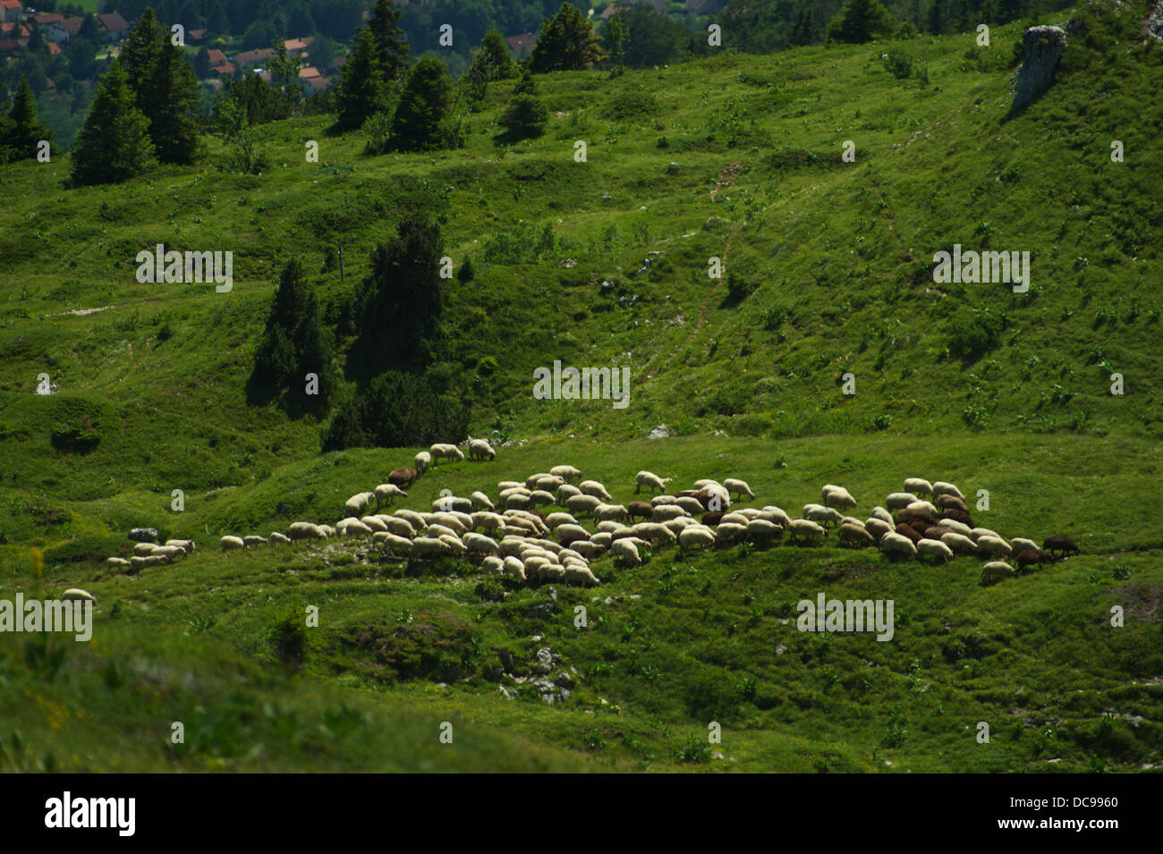Flock sheep on slopes hi-res stock photography and images - Alamy