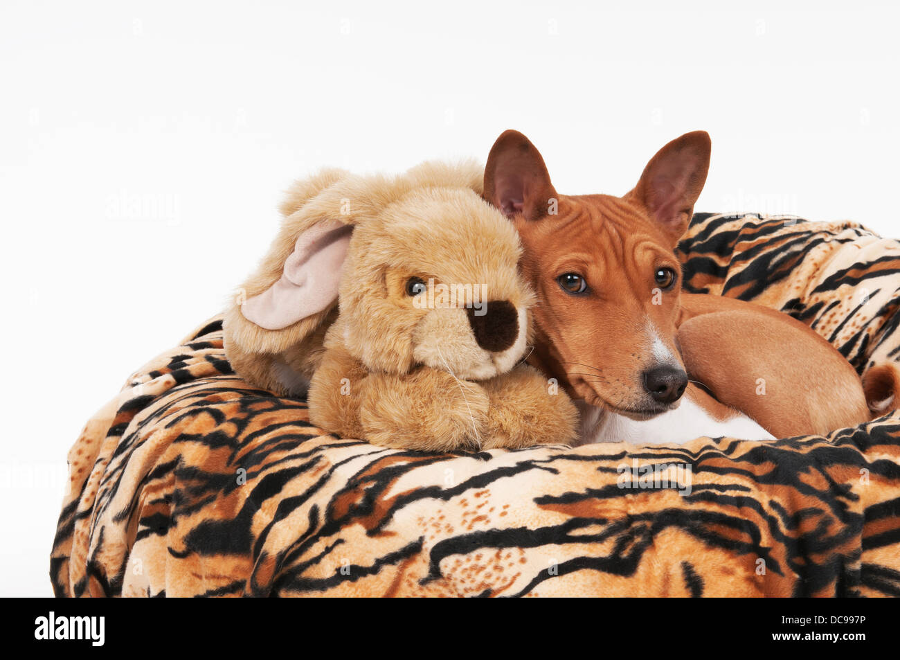 Basenji. Bitch (3 years old) with plush bunny lying on a tiger-striped ...