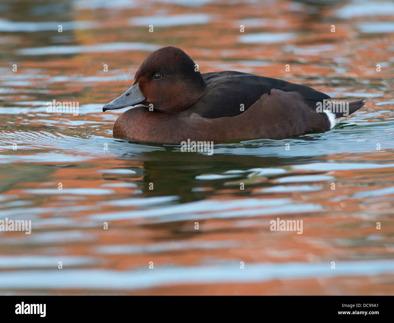 Ferruginous body hi-res stock photography and images - Alamy