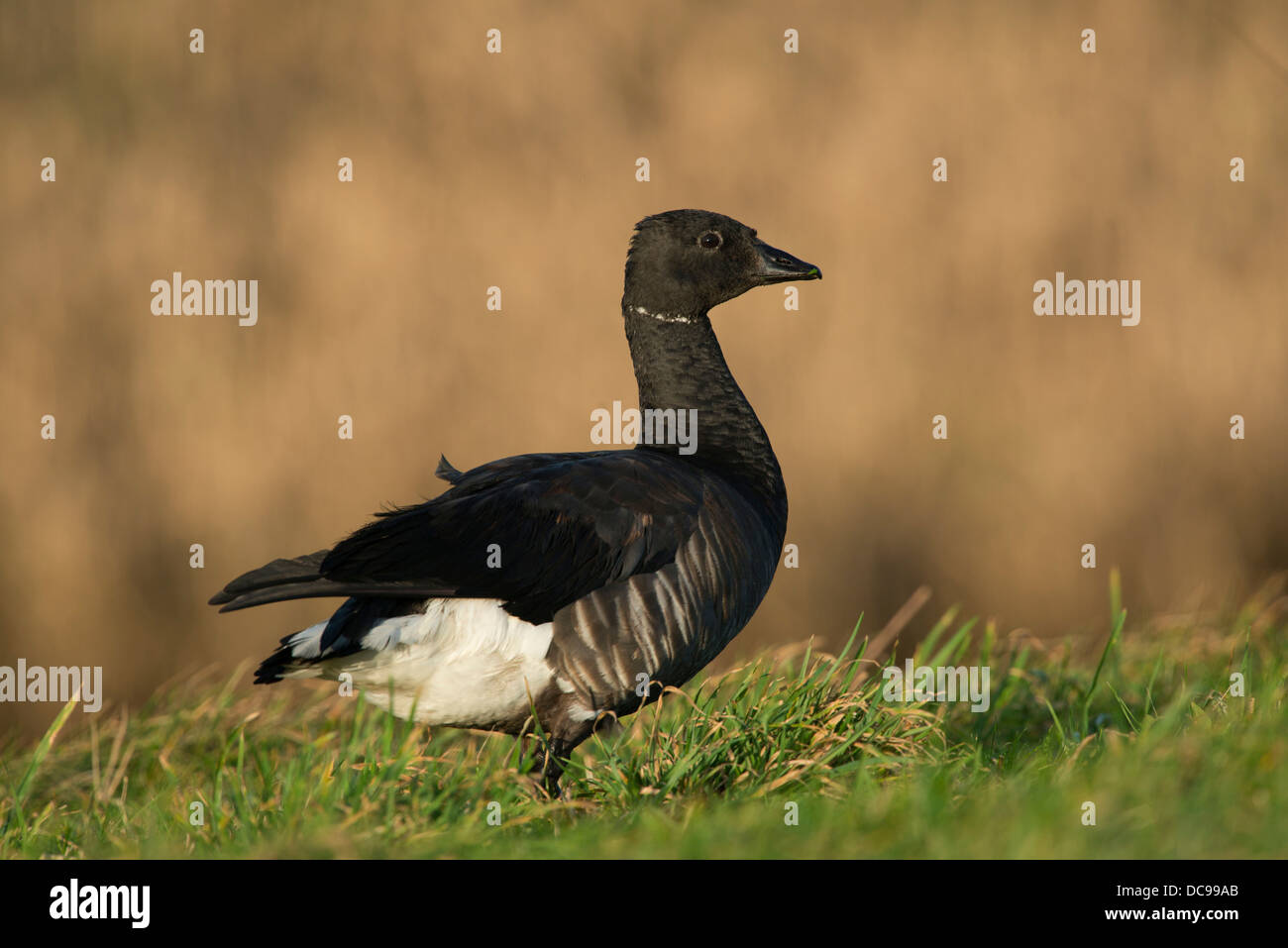 Brant Goose or Brent Goose (Branta bernicla Stock Photo - Alamy