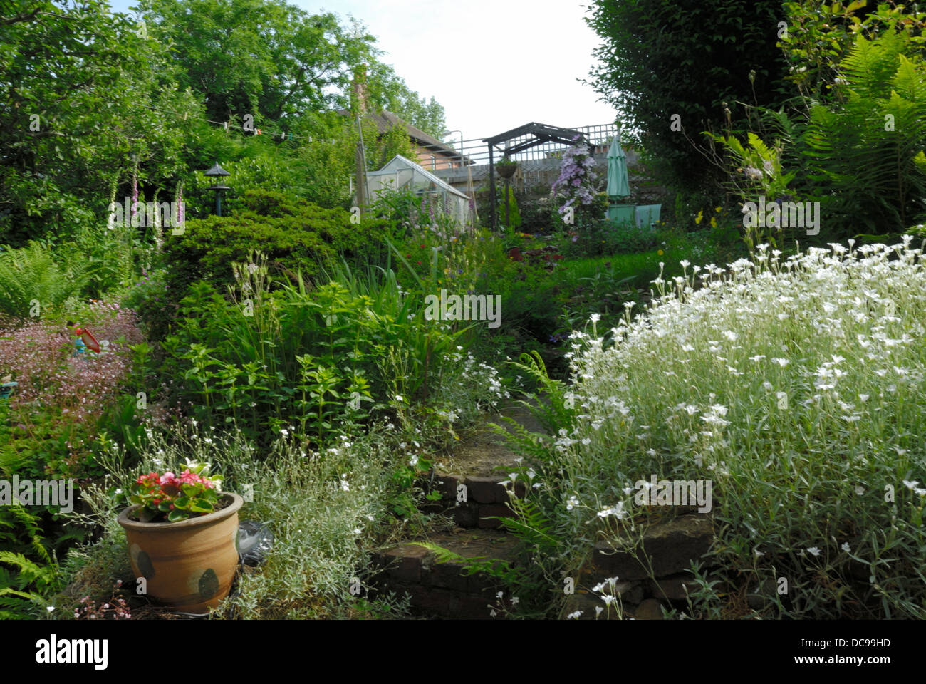 Garden flowers and shrubs in bloom and natural surroundings Stock Photo ...
