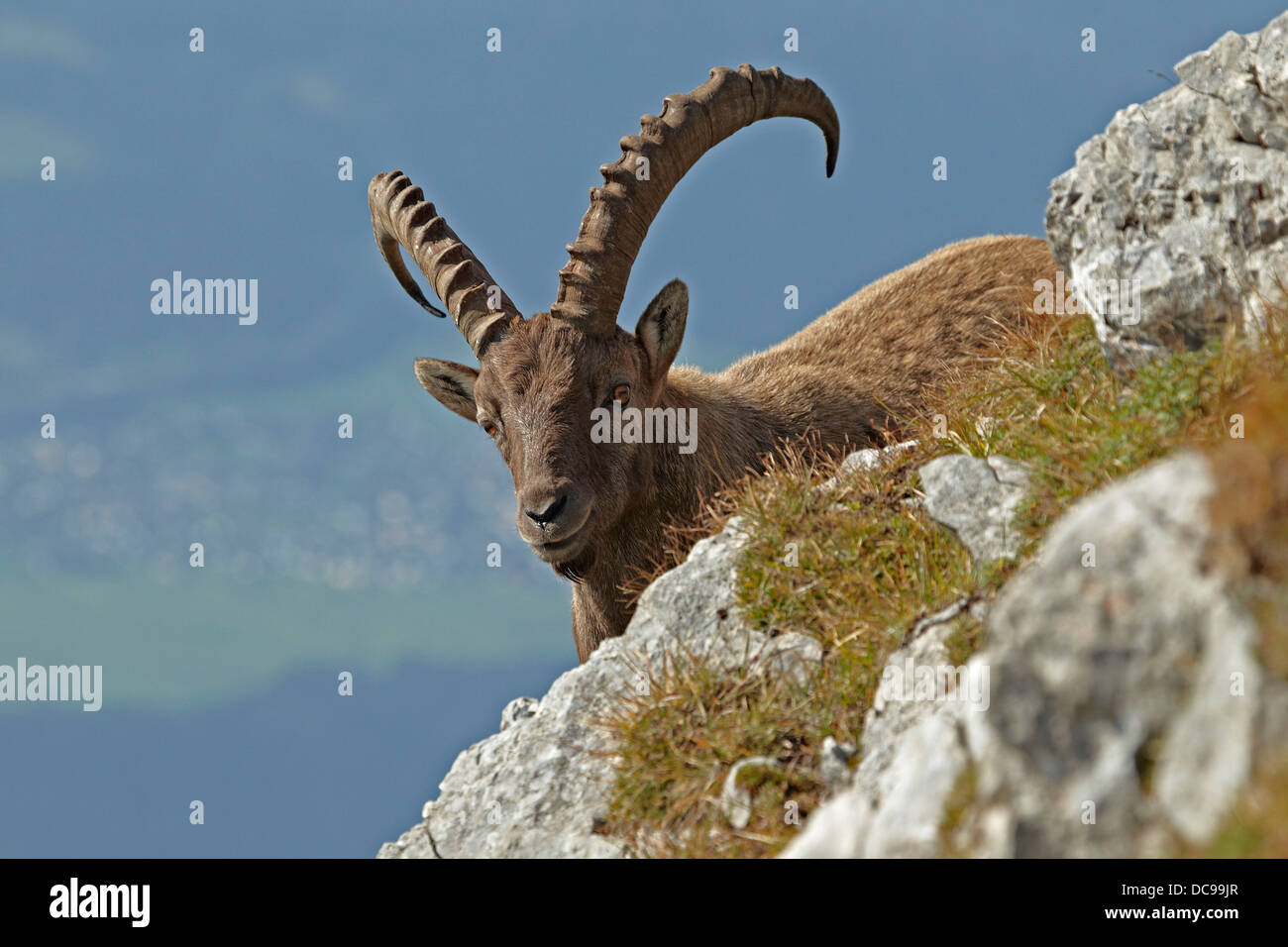 Alpine Ibex (Capra ibex Stock Photo - Alamy