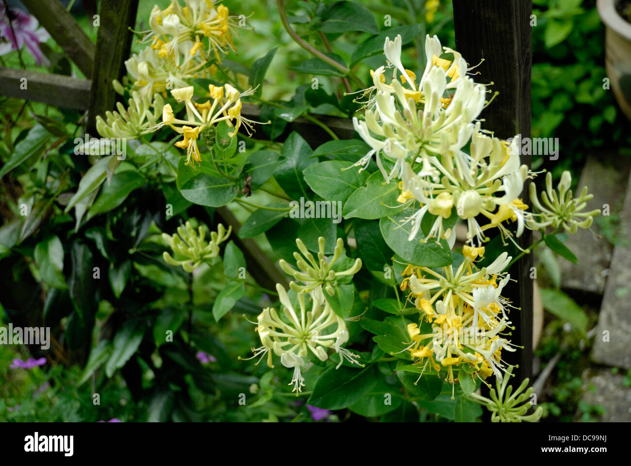 Honeysuckle shrub in bloom and natural surroundings Stock Photo - Alamy
