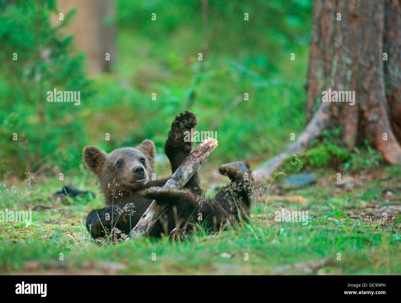 Brown bear cub with stick hi-res stock photography and images - Alamy