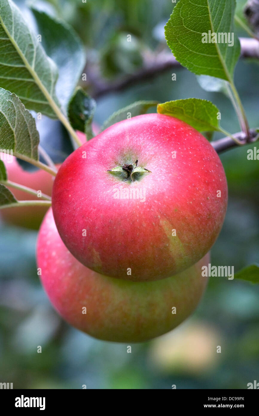 Malus domestica. Apple 'Discovery' growing in an English Orchard Stock ...