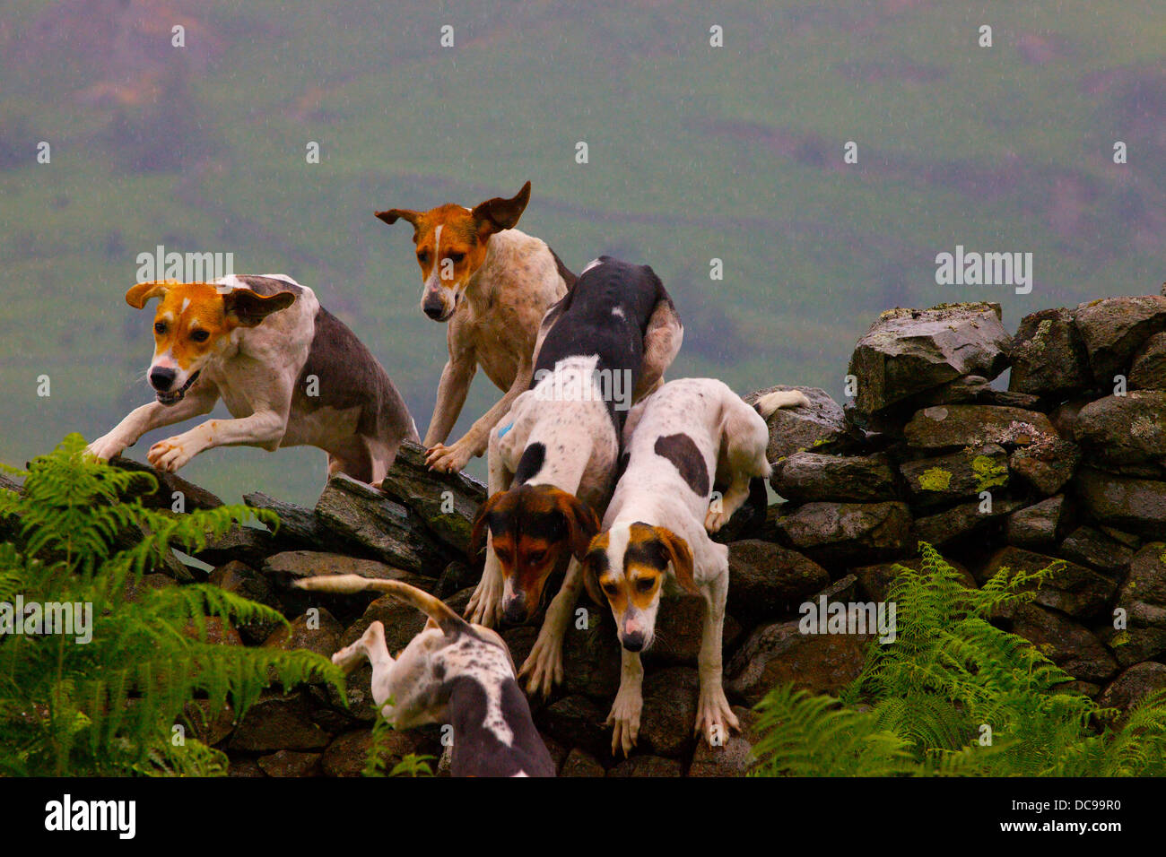 Trail Hounds jumping over a dry stone wall Ambleside Sports in The Lake ...