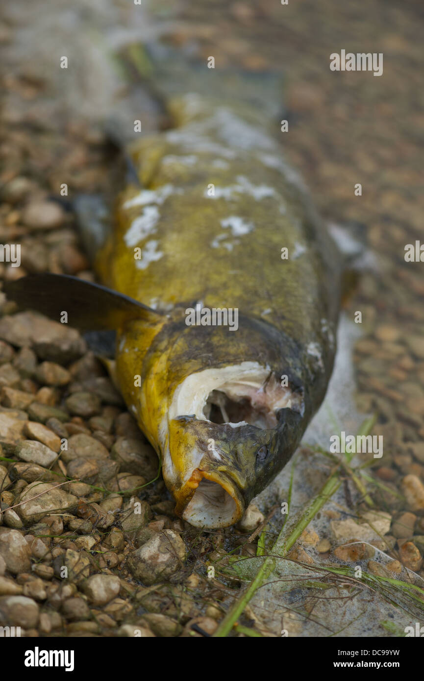 Dead fish lying on the bank of a river Stock Photo - Alamy