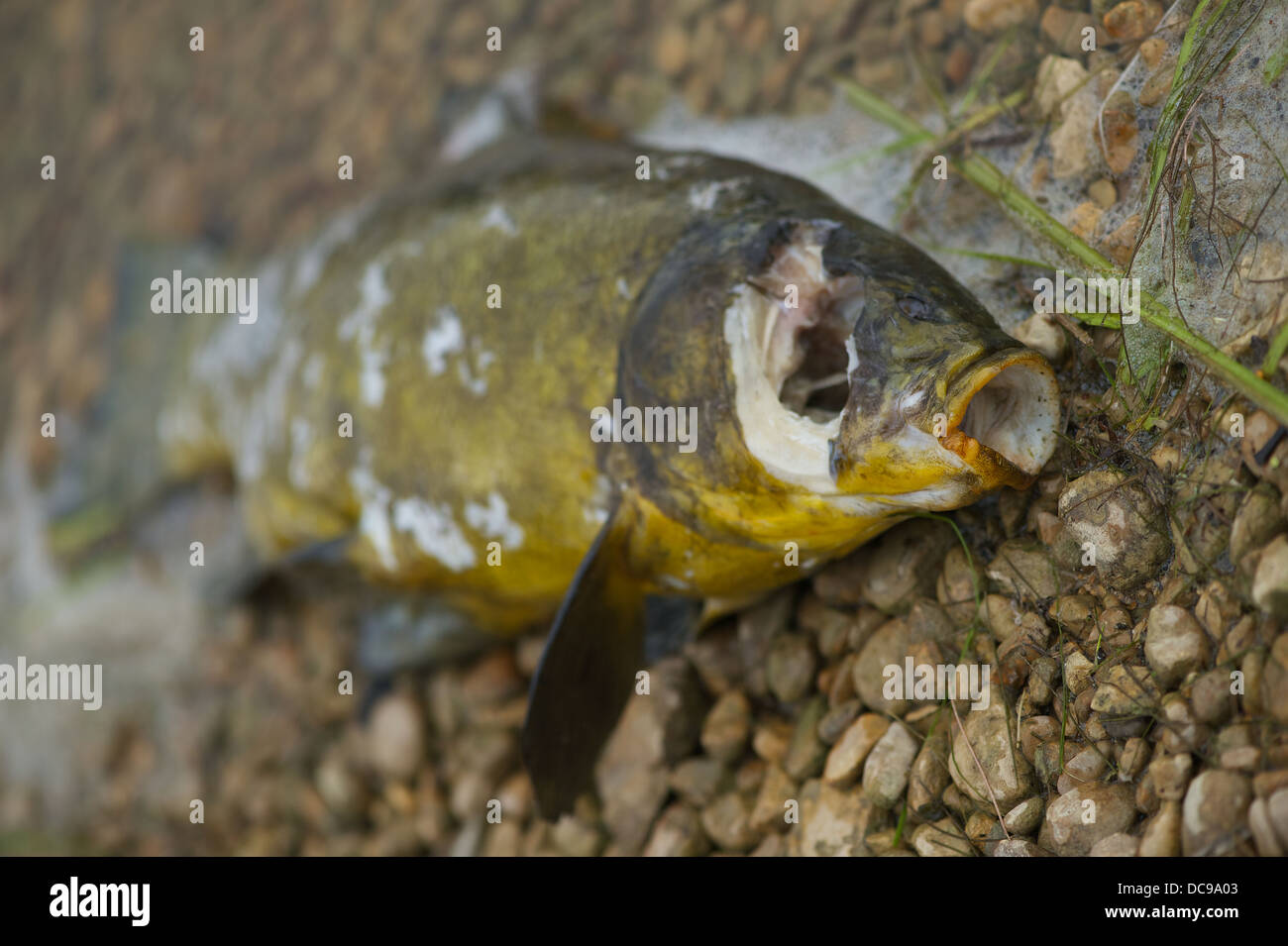 Dead fish lying on the bank of a river Stock Photo - Alamy