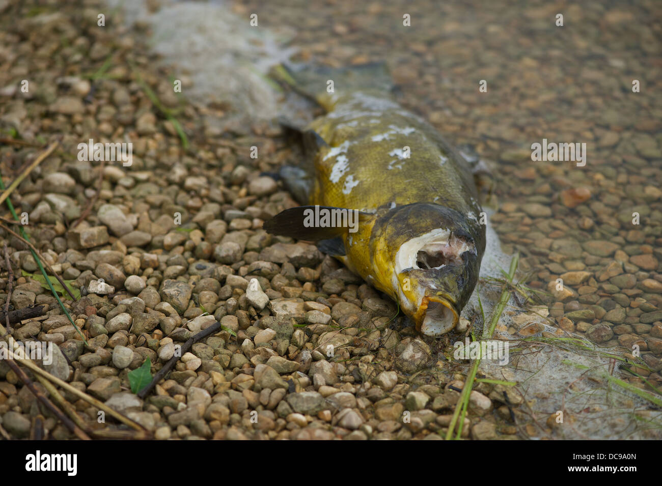 Dead fish lying on the bank of a river Stock Photo - Alamy