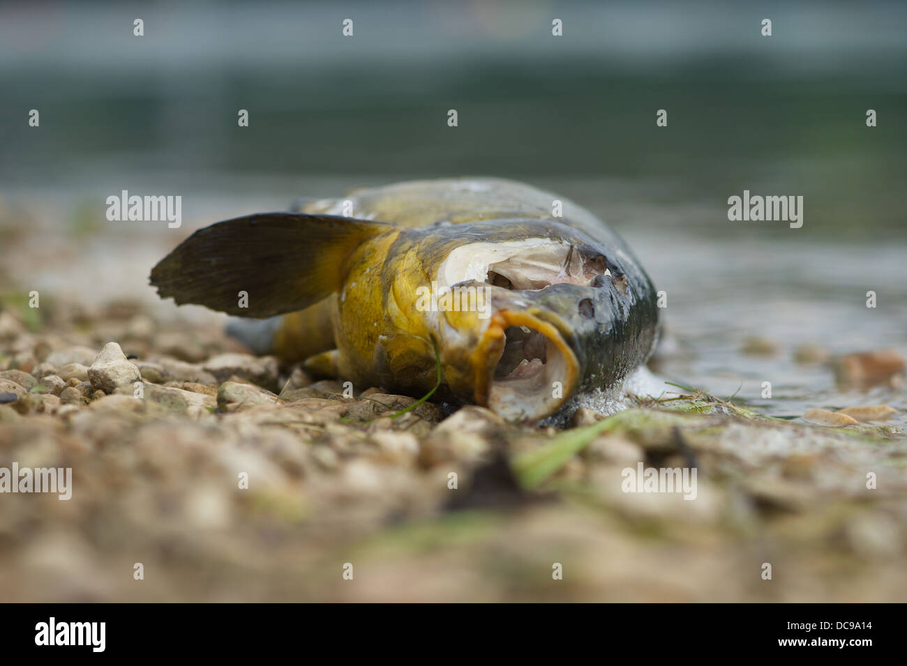Dead fish lying on the bank of a river Stock Photo - Alamy