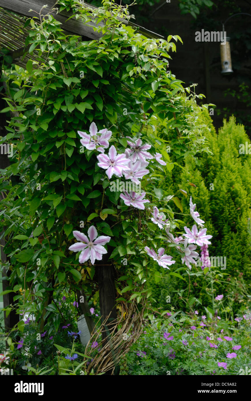 Garden flowers and shrubs in bloom and natural surroundings Stock Photo ...
